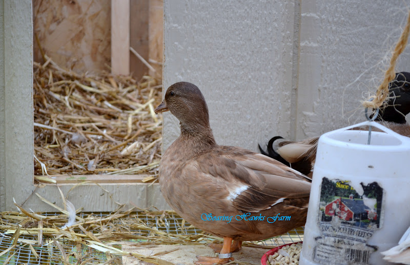 Soaring Hawks Farm: Call Ducks