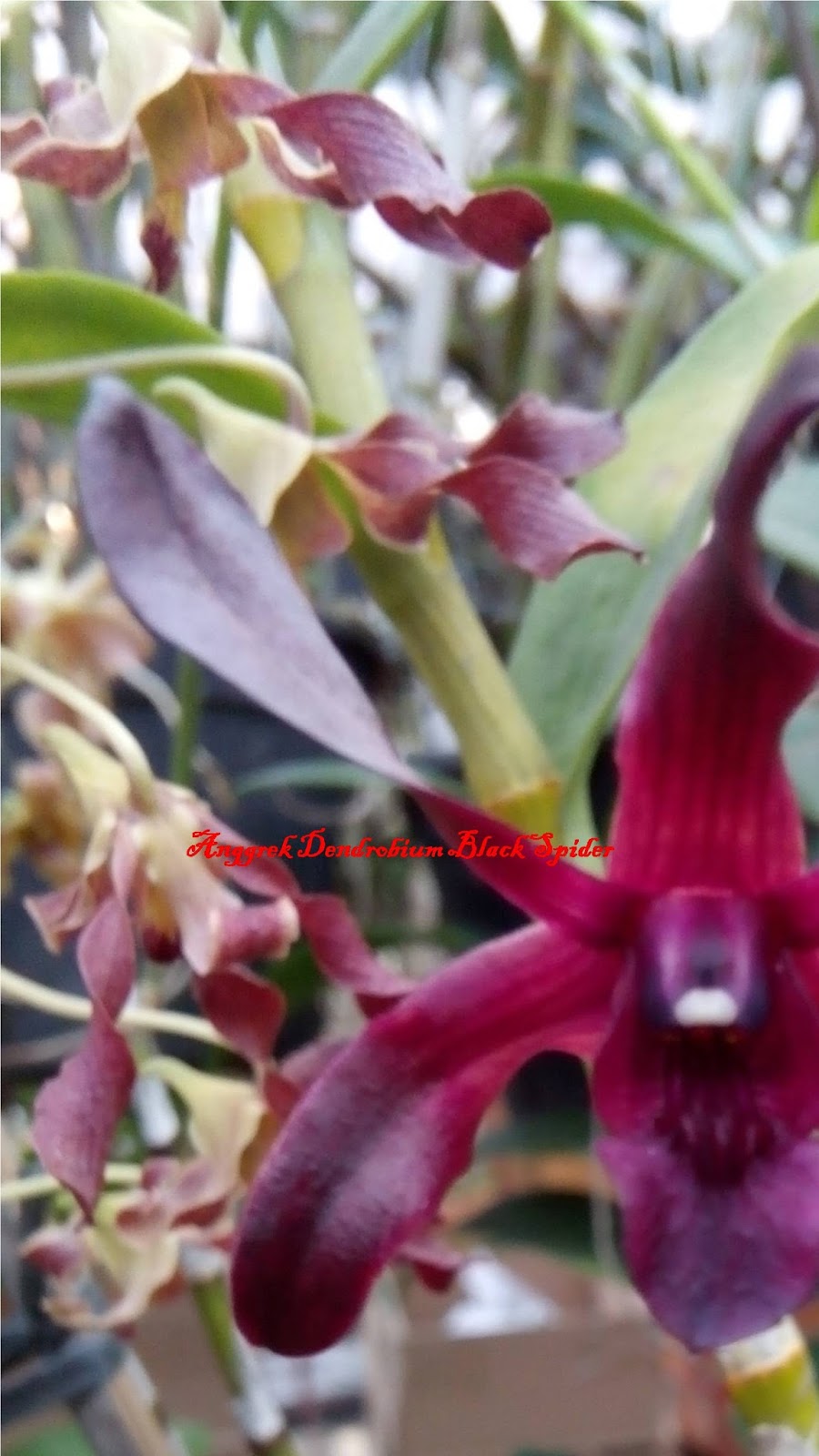 Jual Anggrek Papua: Anggrek Dendrobium Black Spider
