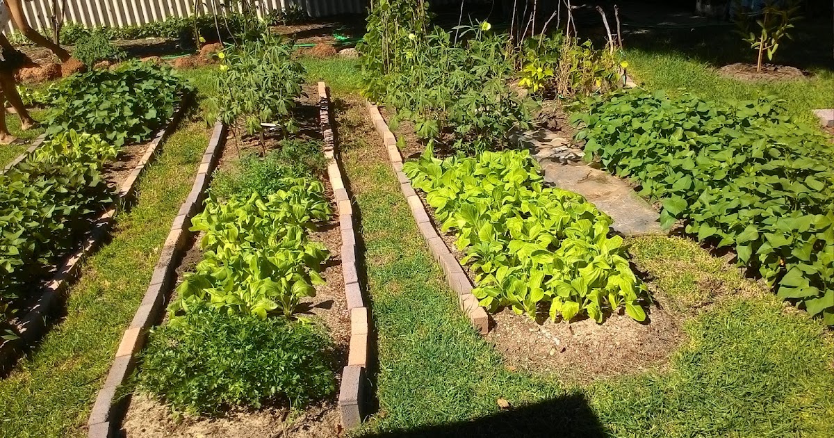 Veggie Patch | A Singaporean In Australia