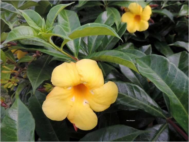 CRONICAS DE CUCUTA: 1351.- FLORES DE CUCUTA