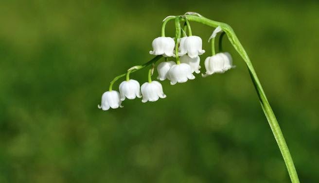 As 9 flores mais cheirosas do mundo | Maliária