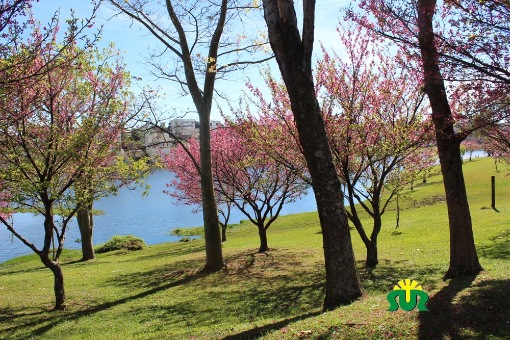 Luzita Levy - Social: Passeio pelo Parque do Lago em Guarapuava - PR