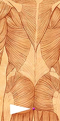 acuxo | Acupuncture Point Locations, Descriptions, and Actions: GV 1 ...