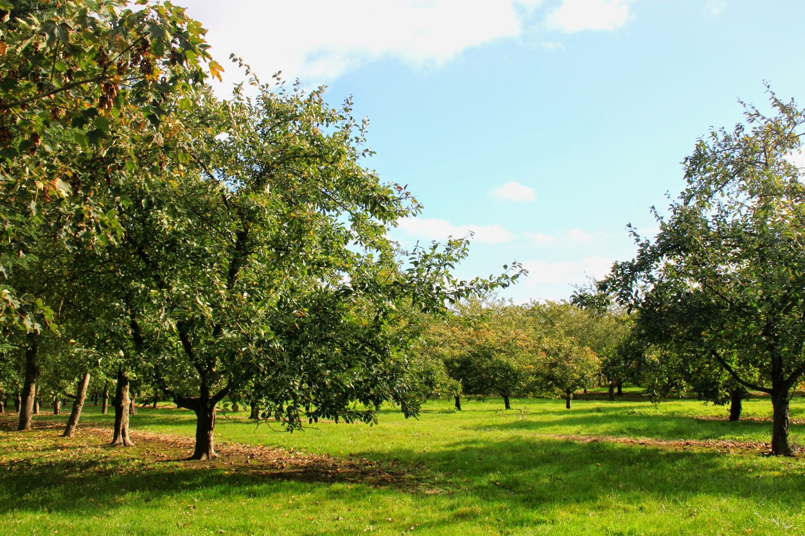 Wildlife Wanderings: More Wonderful Somerset Orchards