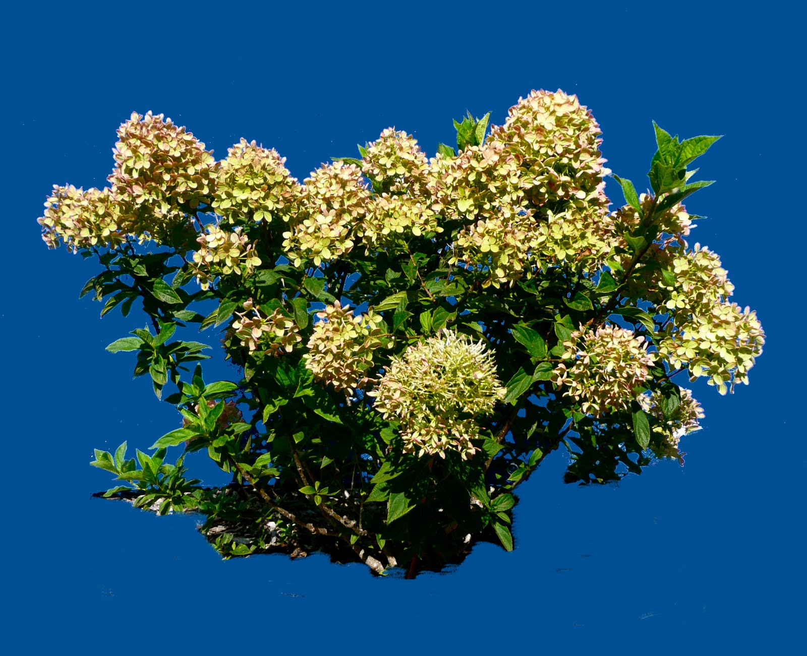 Digital Hortorium: Plant Montage