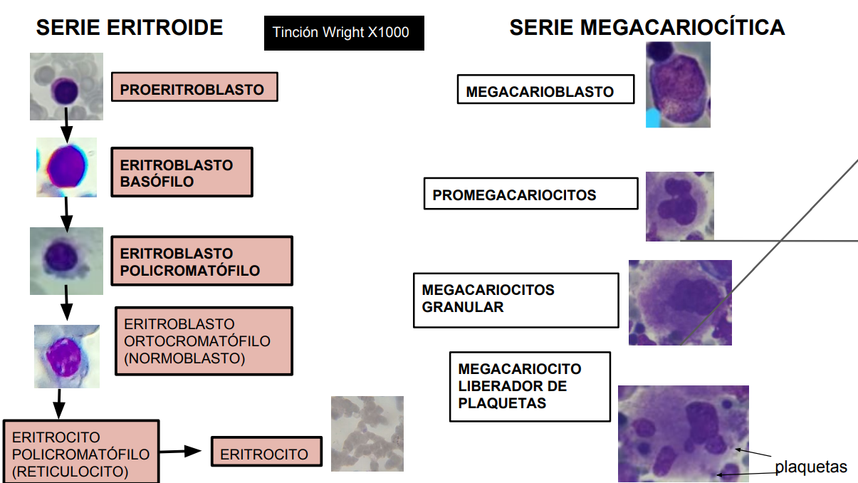 HIstologia: Serie eritroide y Megacariocitica