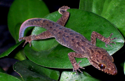 Jenis-Jenis Cicak dan Ciri-cirinya - Sepenuhnya