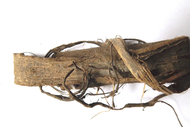 BENEFIT'S OF DANDASA - Health Tips| Better Tips | Healthy Tips | Home Tips