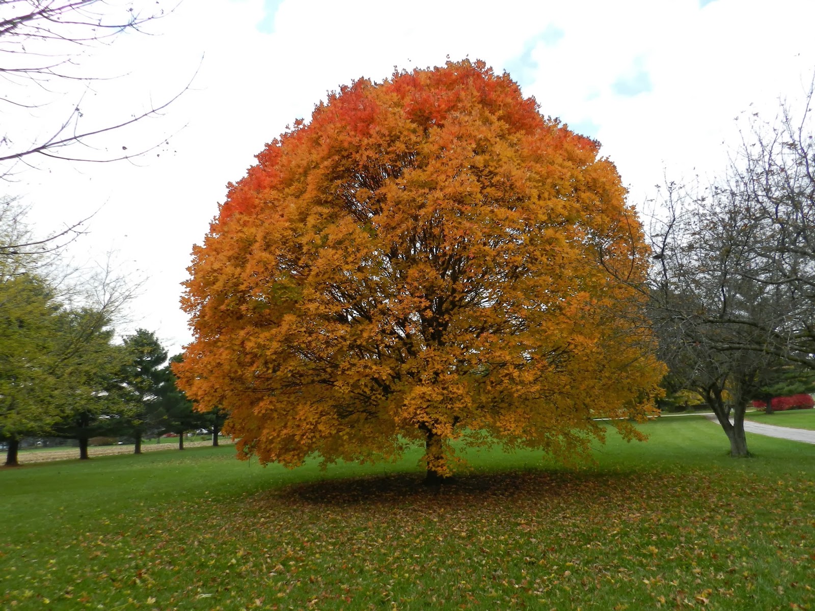 Prairie Rose's Garden: The Colors of Autumn