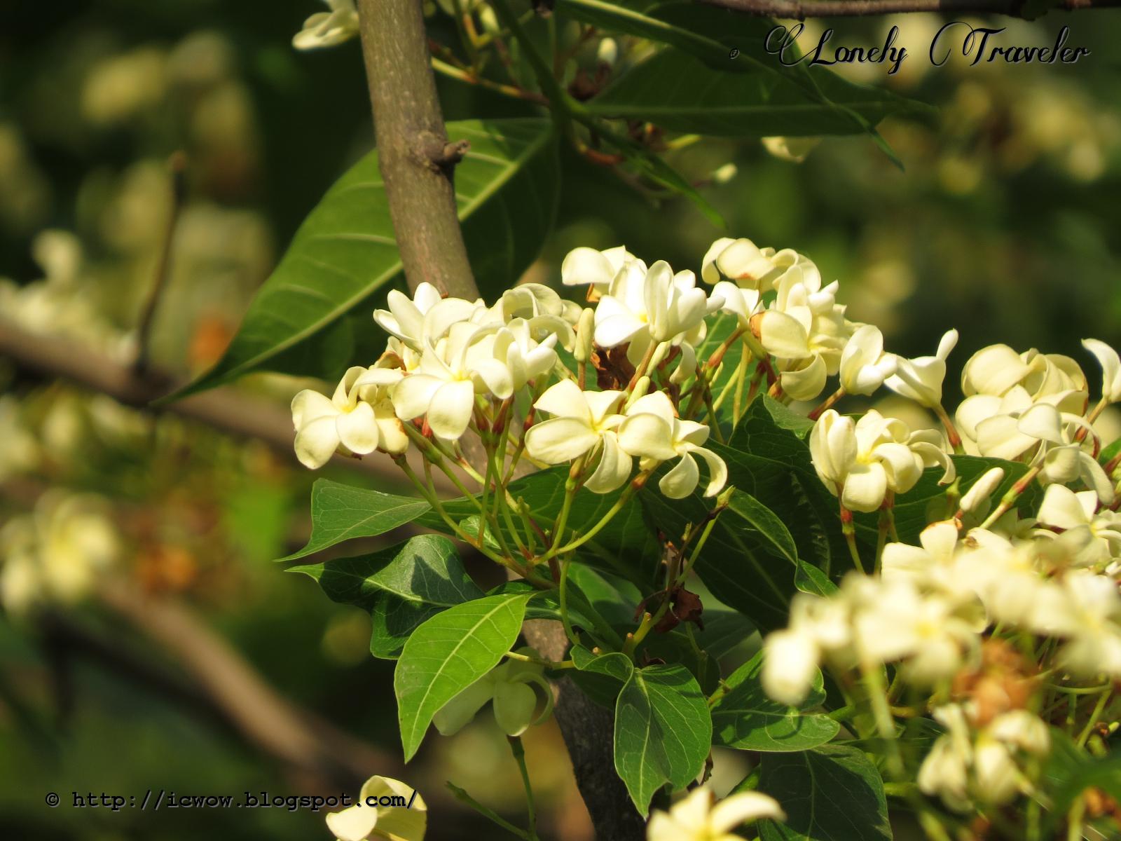 Kurchi ful (কুর্চি ফুল) - Holarrhena pubescens