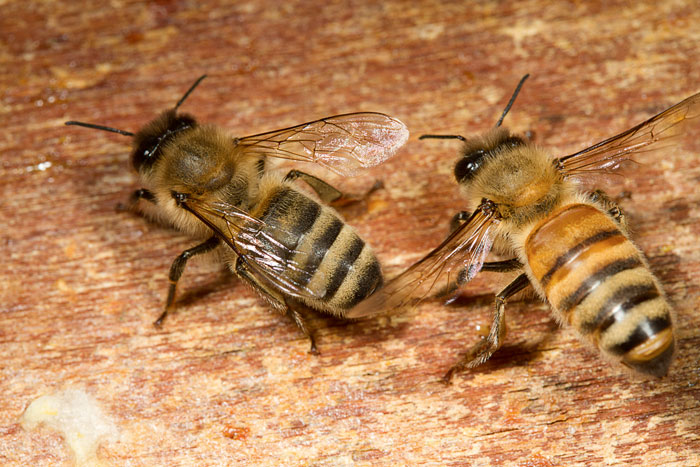 CORONA APICULTORES: APIS MELLIFERA CARNICA