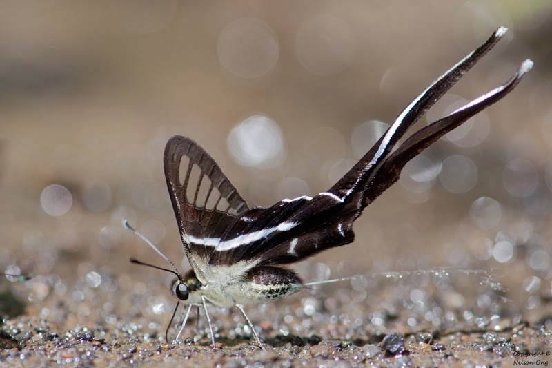 Cola de dragón verde (Lamproptera meges)