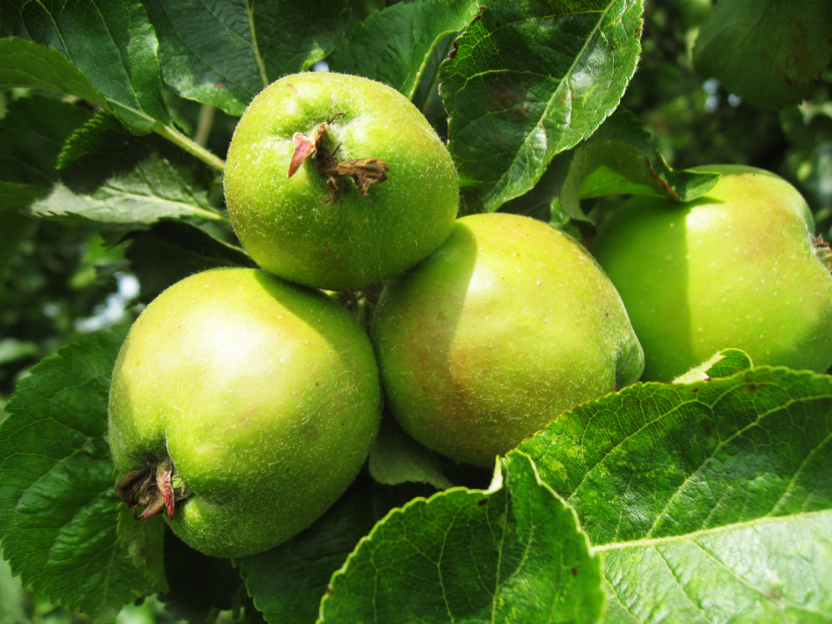 The Orchard Year: July 2013