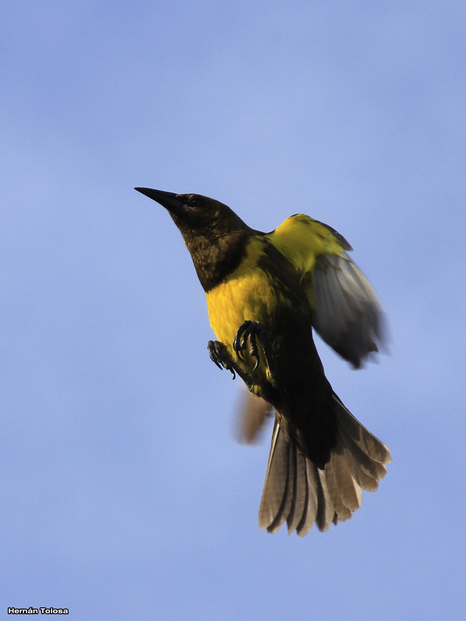 Aves Bonaerenses: Pichón y adultos de pecho amarillo