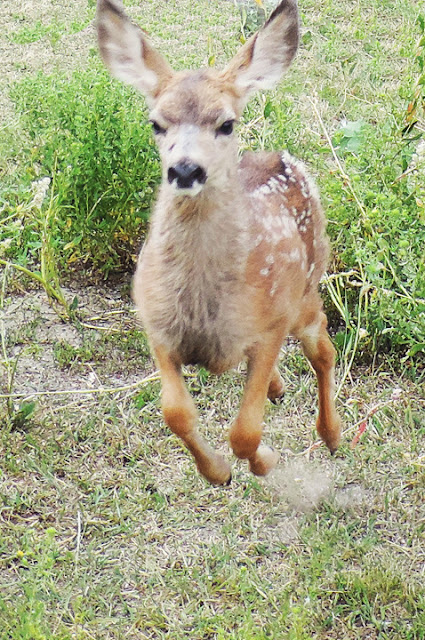 Sandy Scott Art: #653 Locomotive anatomy . . . deer