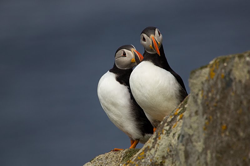 Norweski Notes: Varanger - ptaki, skały i Morze Barentsa