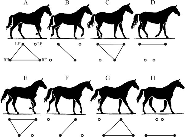 The quest for Equipoise: The horse's walk