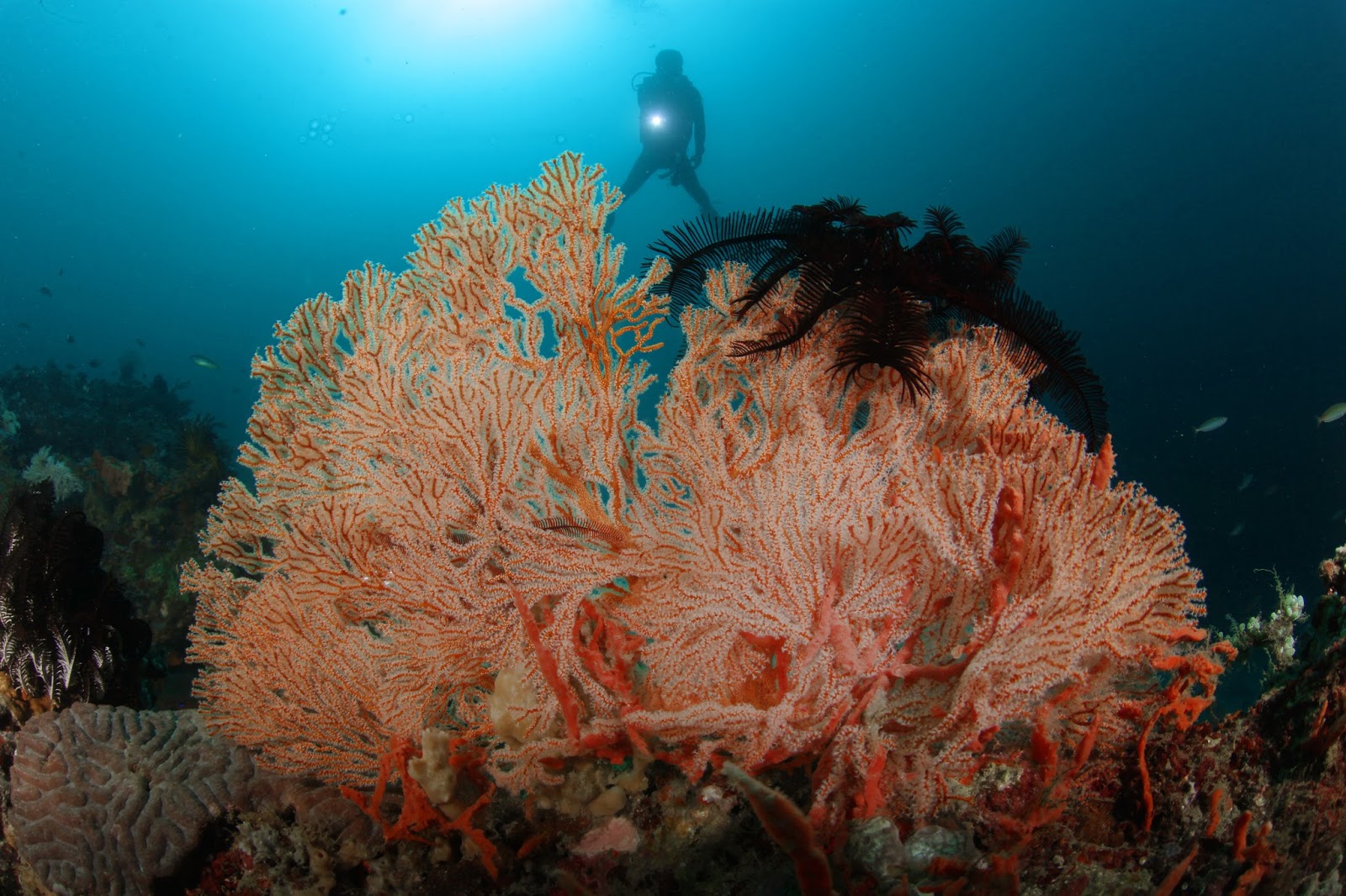 Five Reasons NOT to Dive Lobo Batangas - PaparazSea