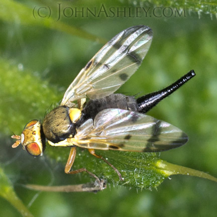 Wild and Free Montana: Artists and Other Aliens