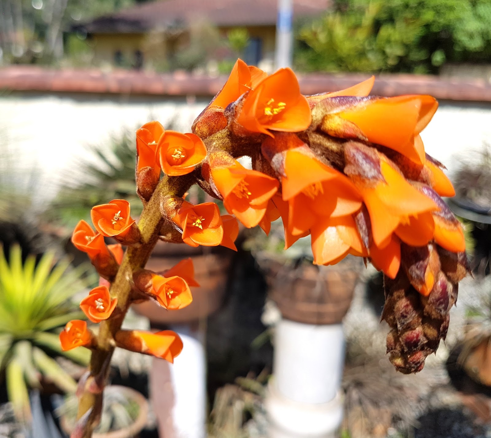 Dyckia Brazil: Dyckia reitzii rubra flowers