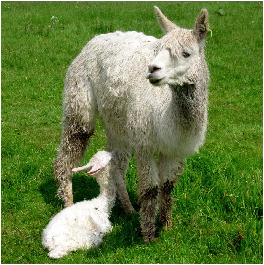FELTING matters... : Shearing ALPACAS...