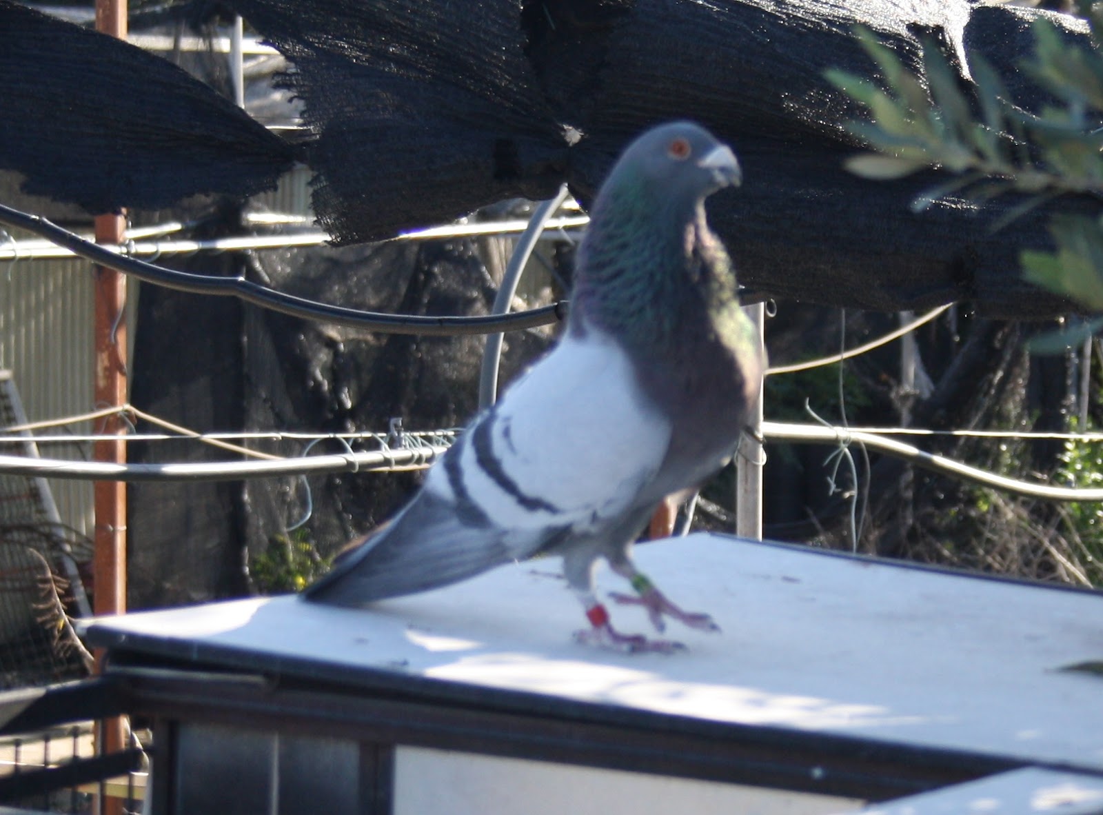 Buchón Valenciano (Antiguo Palomo Ladrón): BUCHONES VALENCIANOS Y LA ...