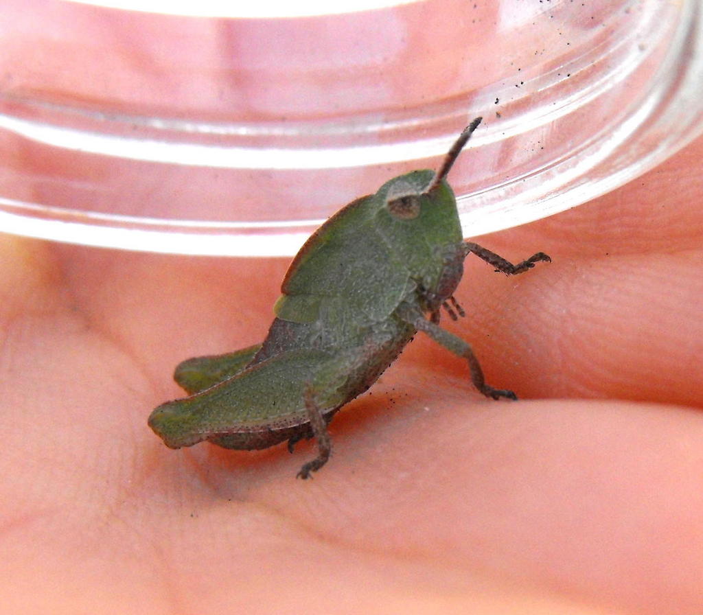 Listening in Nature: Singing Insect Prelude: the first insect songs in ...