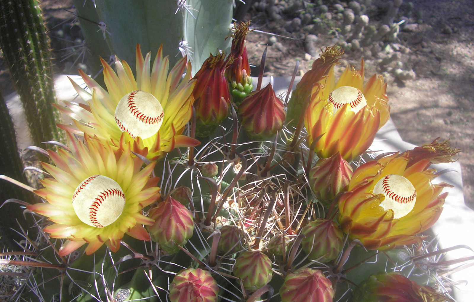 On Base with Mr.Beast: Baseball Cacti Wallpaper