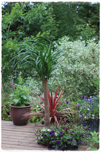 Anun puutarha: Pullojukka ulkoilee