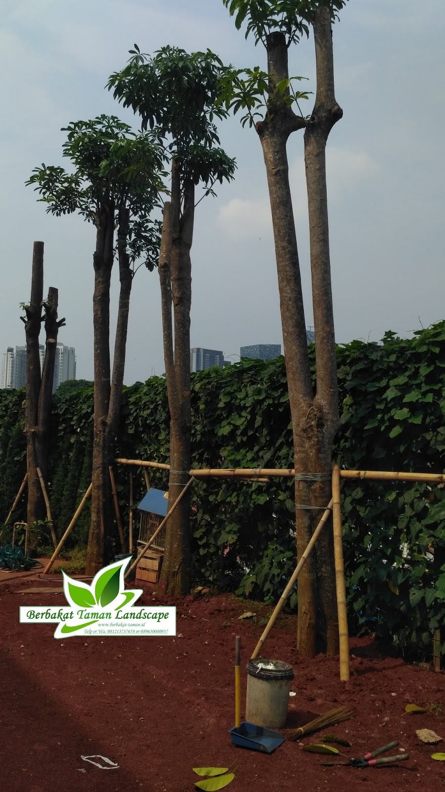 Jual Pohon Pule Murah Atau Pohon Pulai Alstonia Scholaris - Tukang ...