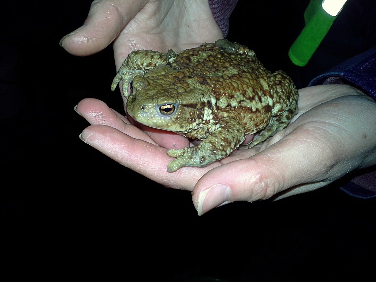 Dvoživke na Večni poti: marec 2016