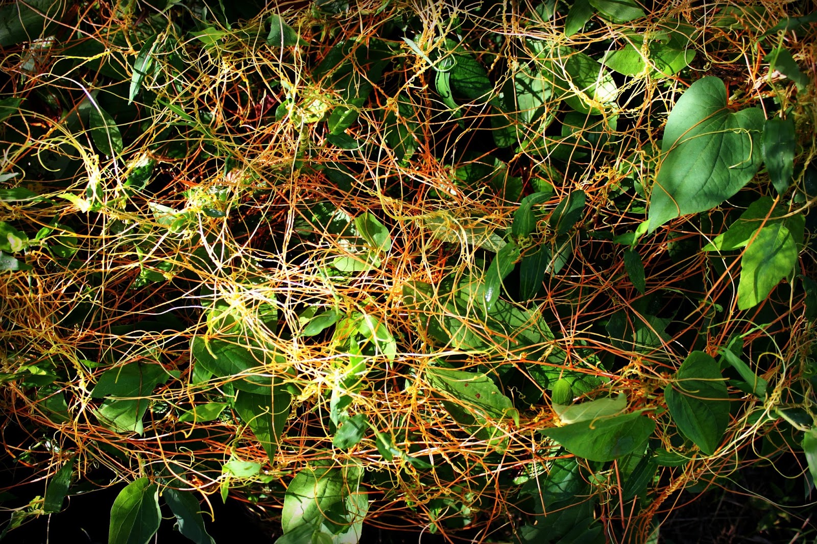 A Tail of Two Cardis: The Pasta Plant