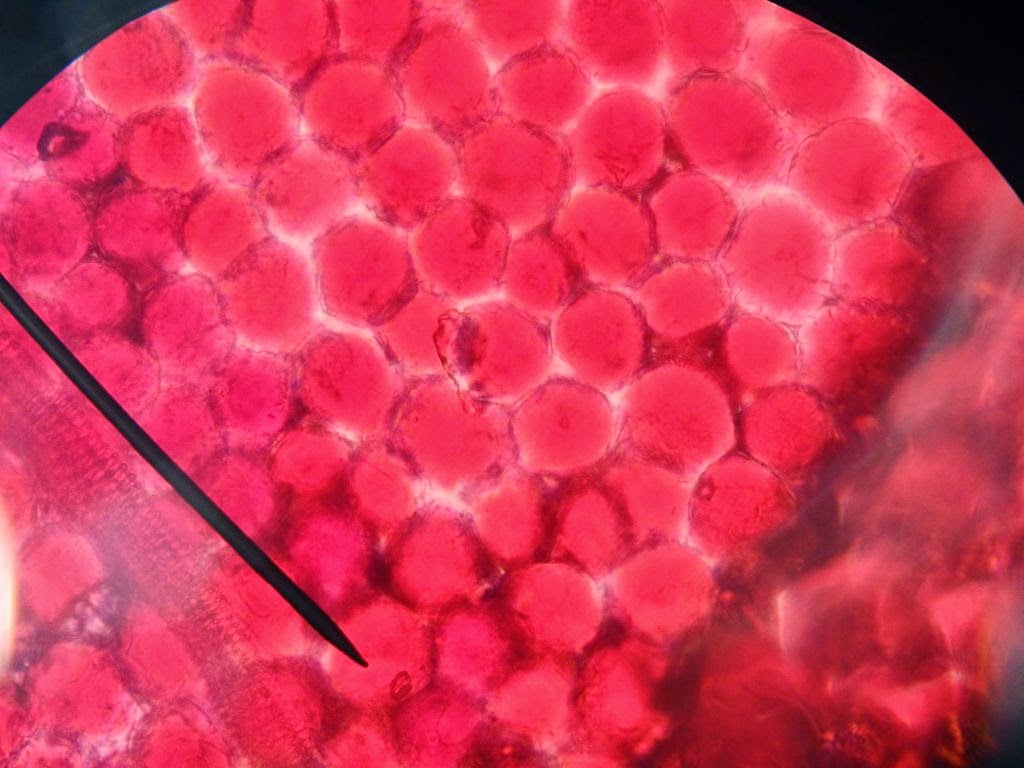 Bio Geo Nerd: Plant Biology Lab 1