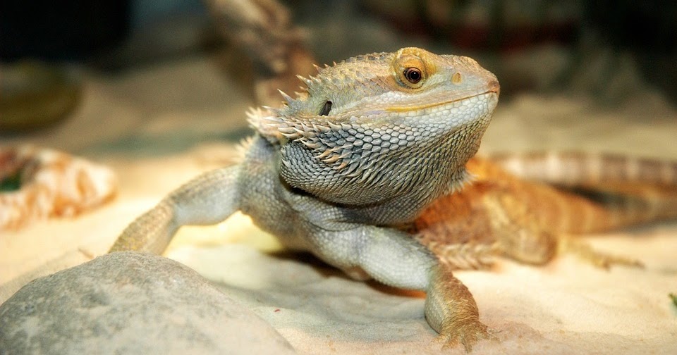 The Reptiles' Den: Parta-agama