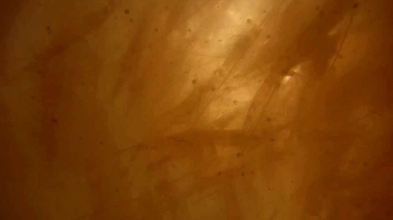 Queensland Coast: Swarming of Asian Paste Shrimps (Acetes sp.)