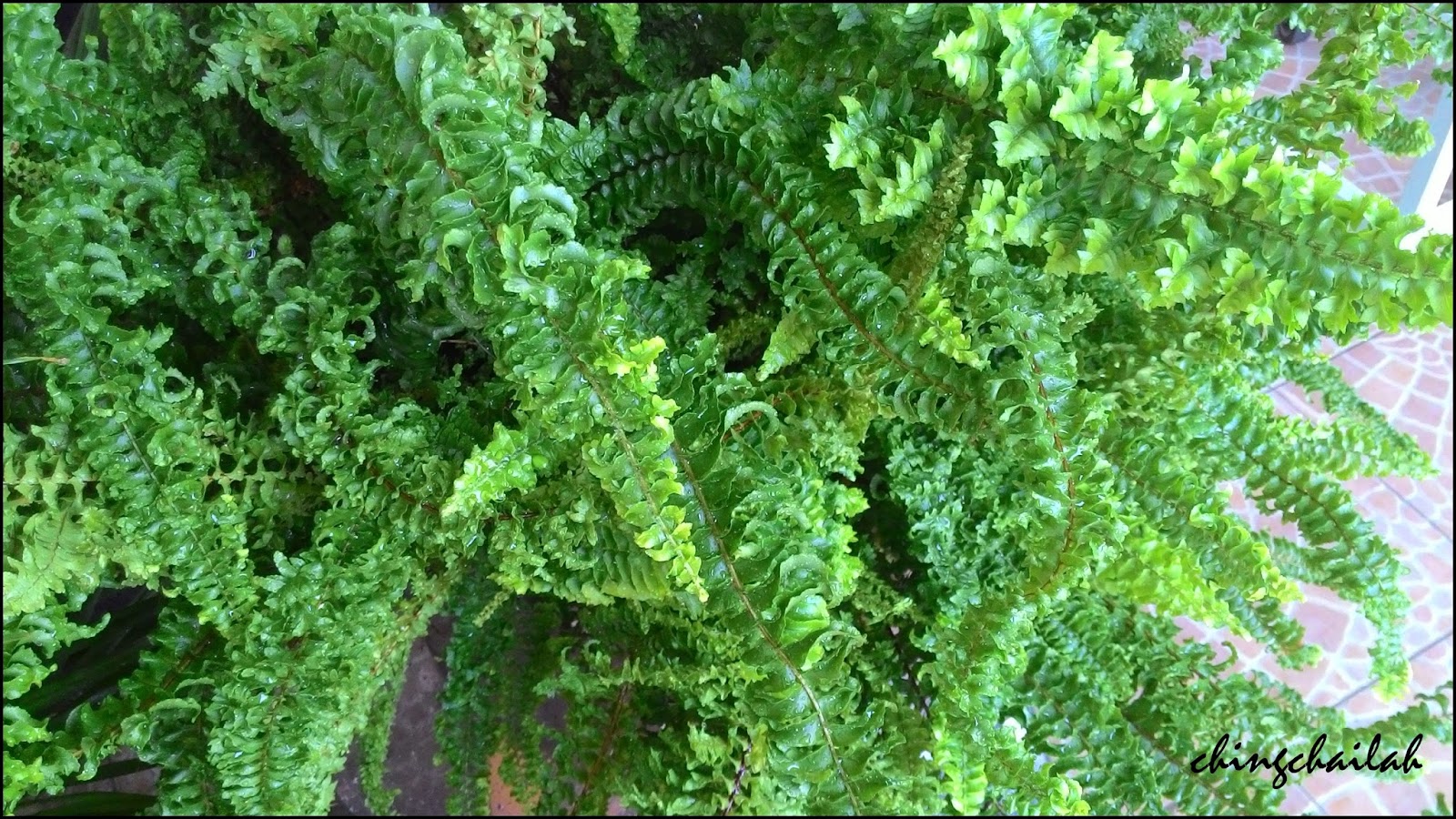 Simple Living In Nancy: GROWING FLUFFY RUFFLE FERN IN MY GARDEN.