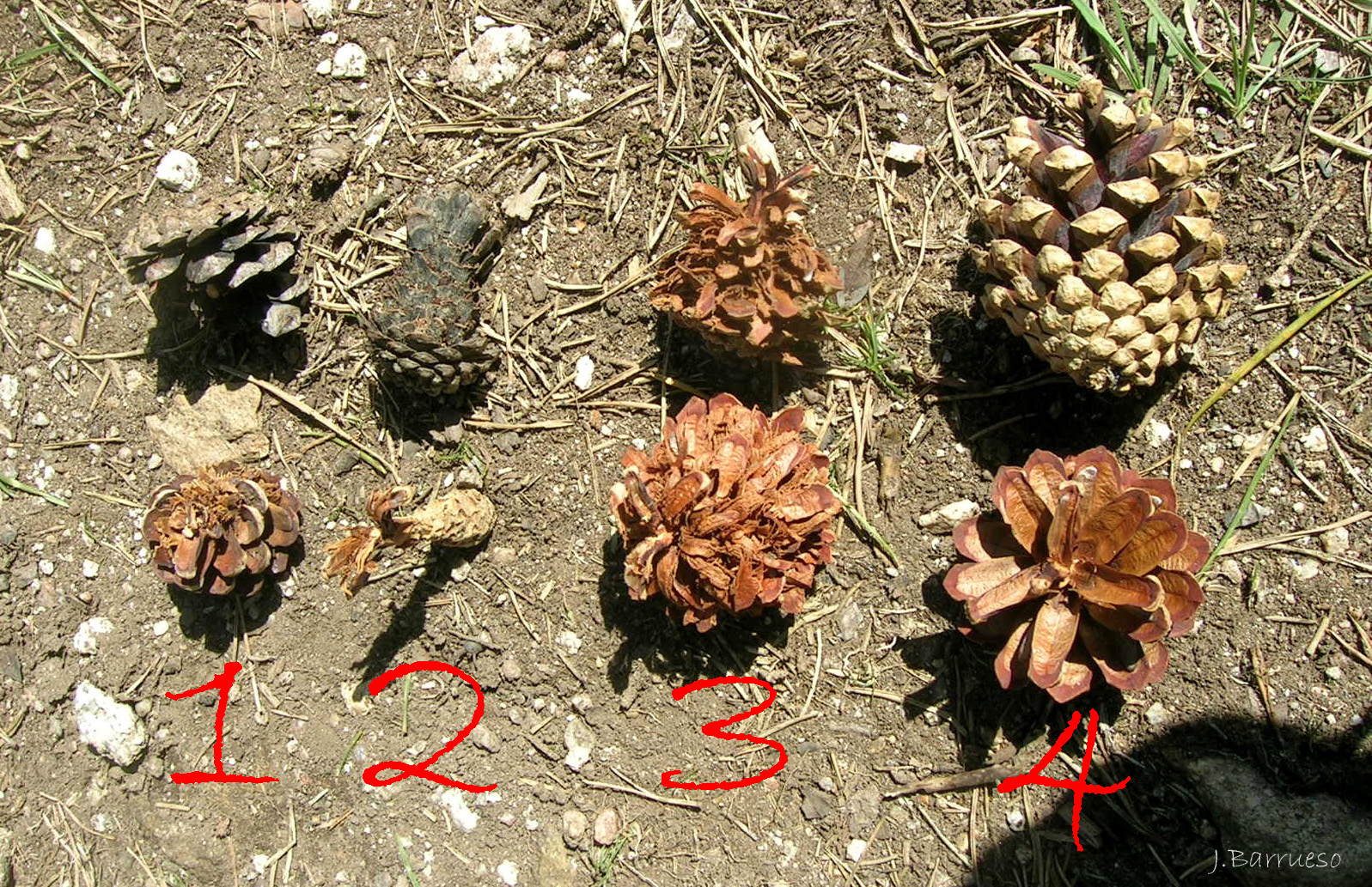 De paseo por la naturaleza: Piñas: ¿quién se las comió?