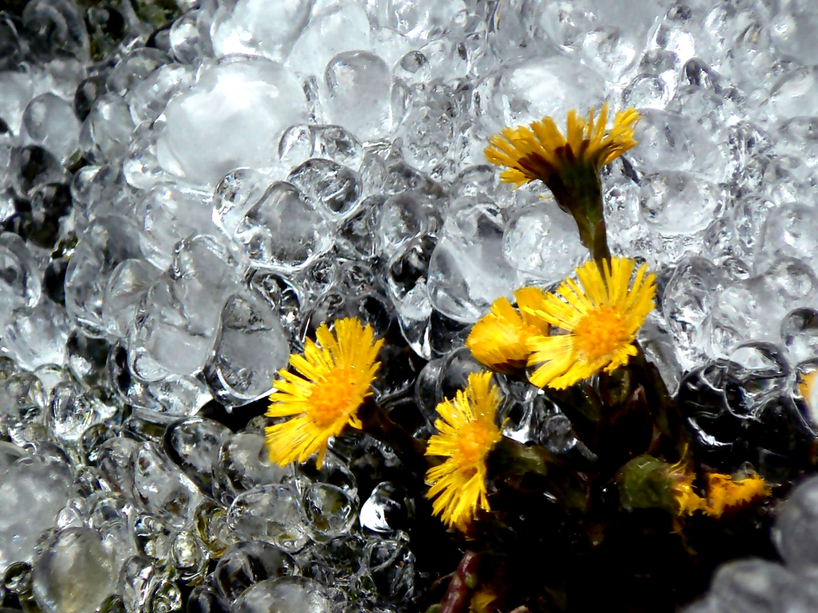 Info.Carlibaba.Bucovina.Online: Selectie cu imagini de primavara pe ...