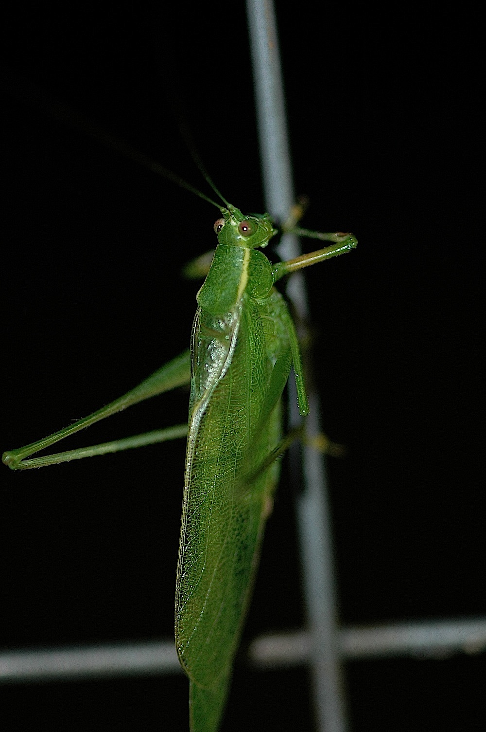 Field Biology in Southeastern Ohio: Silk Moths, Neuroptera, and other ...