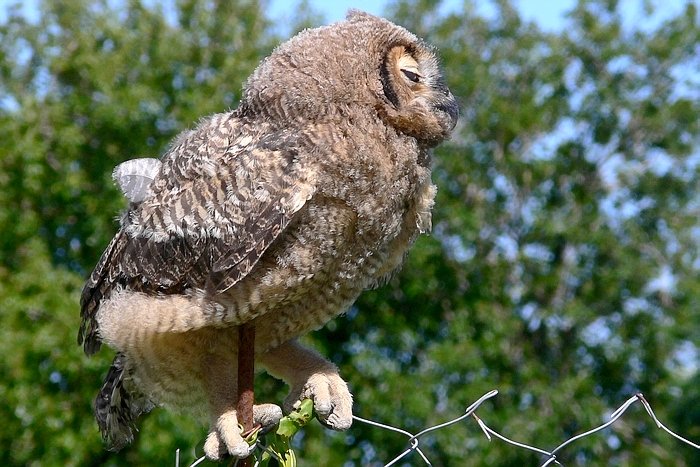 solitary dog sculptor: 04/11/13