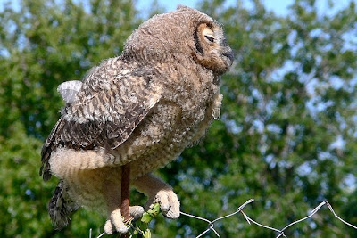 solitary dog sculptor: Animals - Animales: Birds - Pajaros - Owls ...