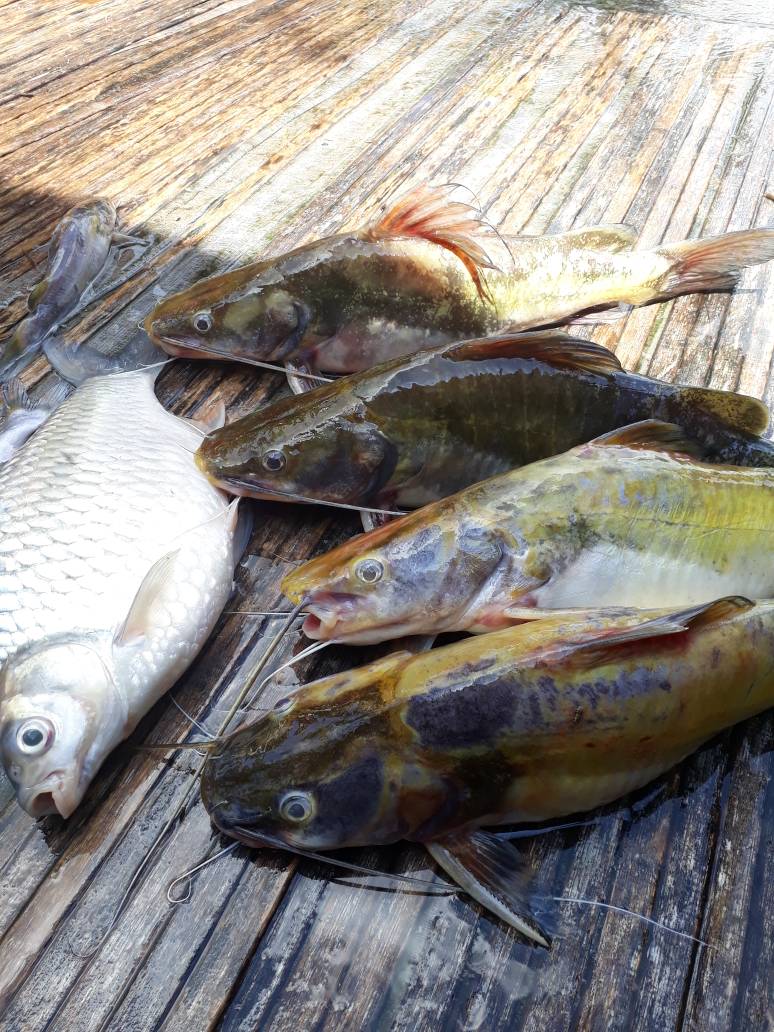 Warisan Petani: Ikan Baung