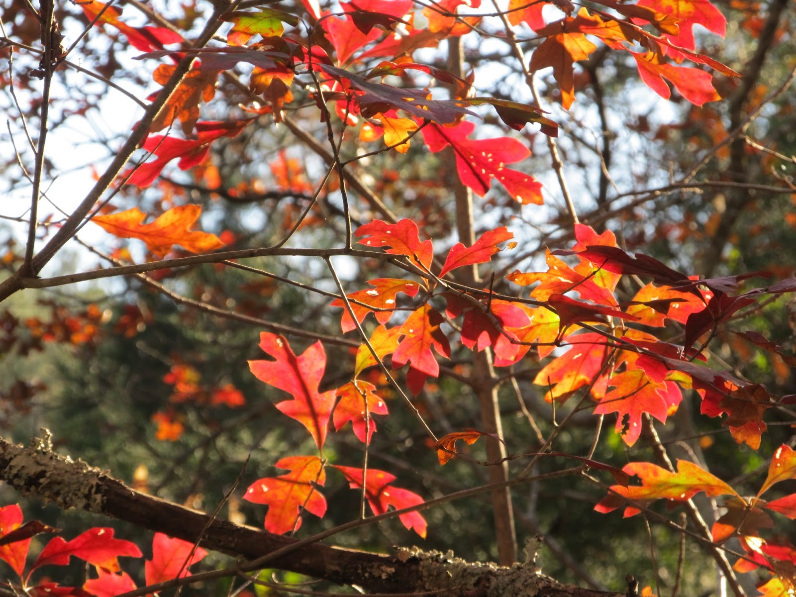 Georgia Girl With An English Heart: November Leaves