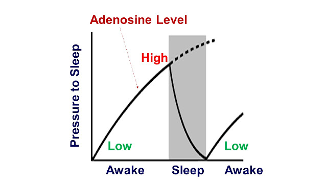 ektalks: SLEEP (Part 2): Why Do We Need to Sleep? The Science of Sleep ...