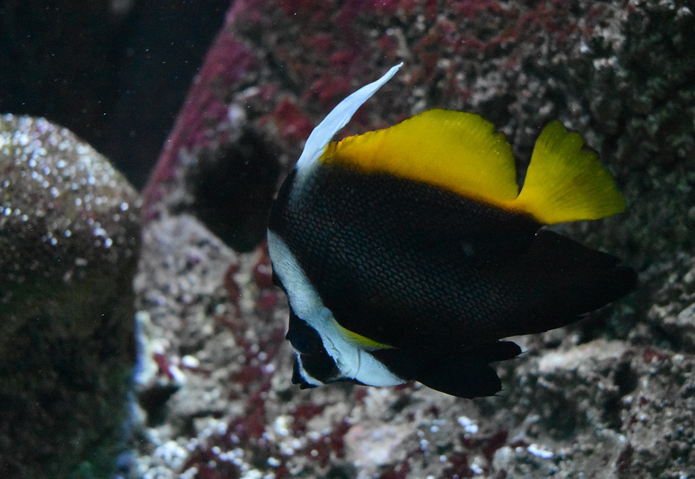 ZOOTOGRAFIANDO (6.100 ANIMALS): PEZ ESTANDARTE SINGULAR / SINGULAR ...