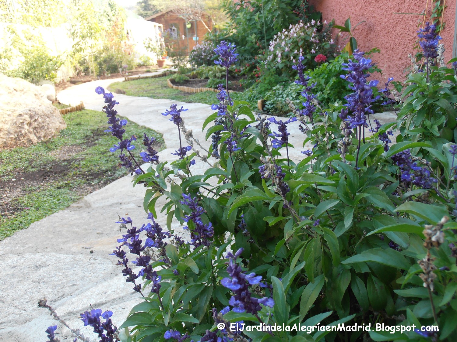 El jardín de la alegría : Poda de tres tipos de Salvia (arbustivas ...