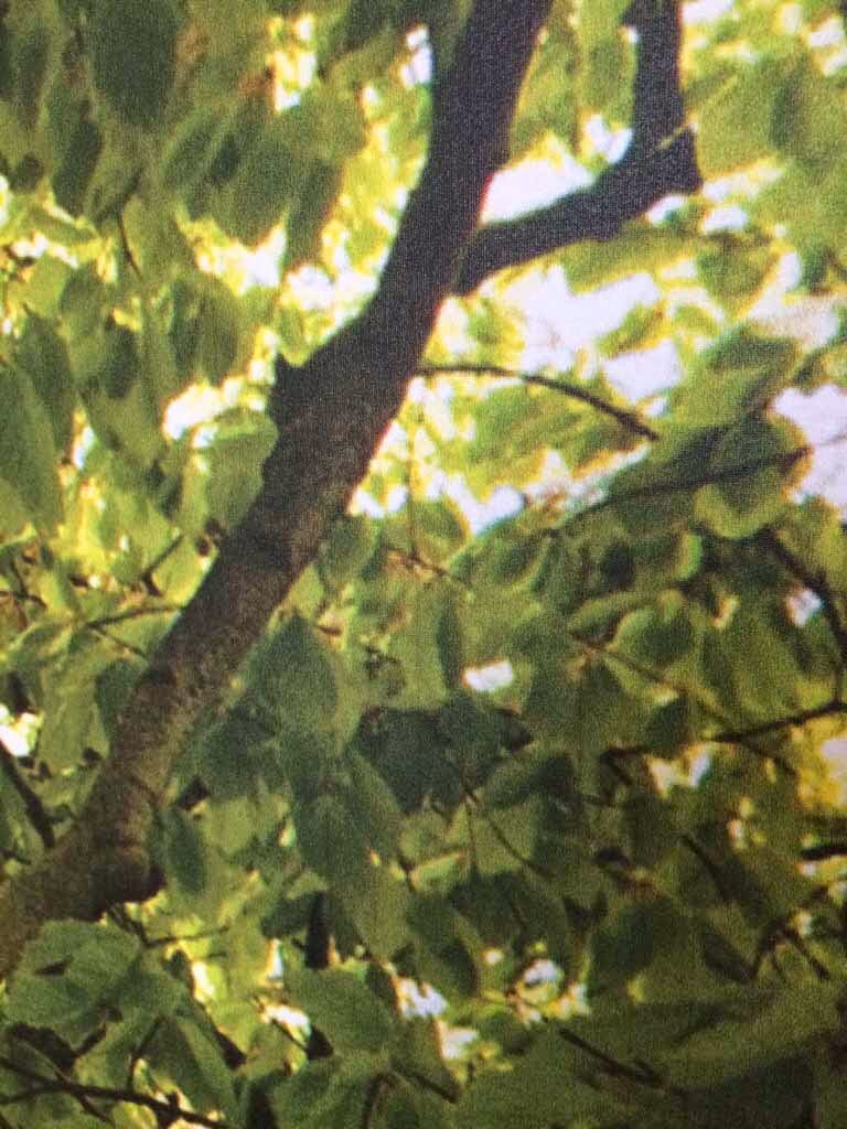 Roderick Mills: Orchard Spectacle