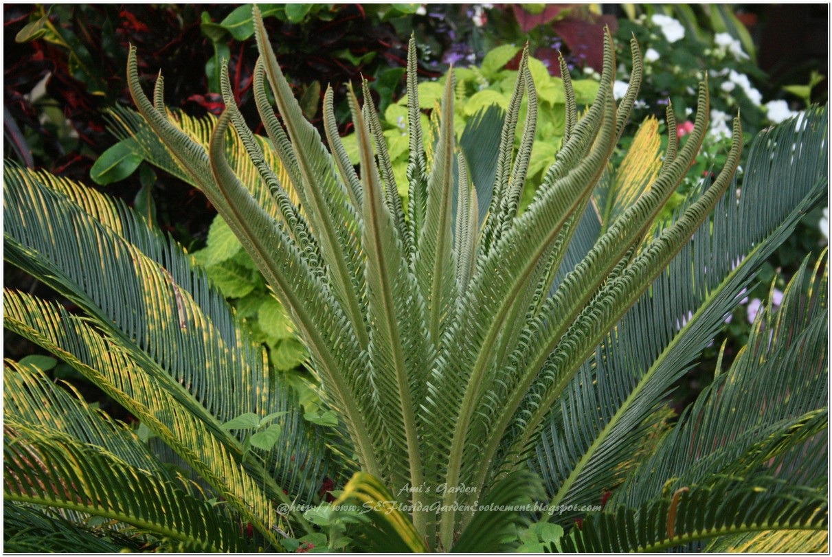 Southeast Florida Garden Evolvement: Sago Palm, Orchids and Unknown Plants