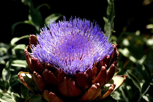 A photo, A thought............: Plant: Globe artichoke flower and ...