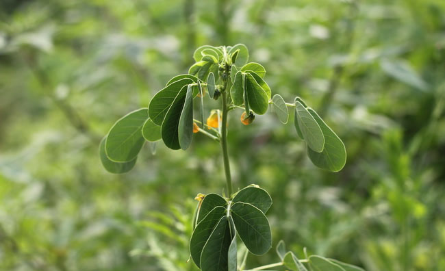Cassia Tora Flowers - Wedding Clipart